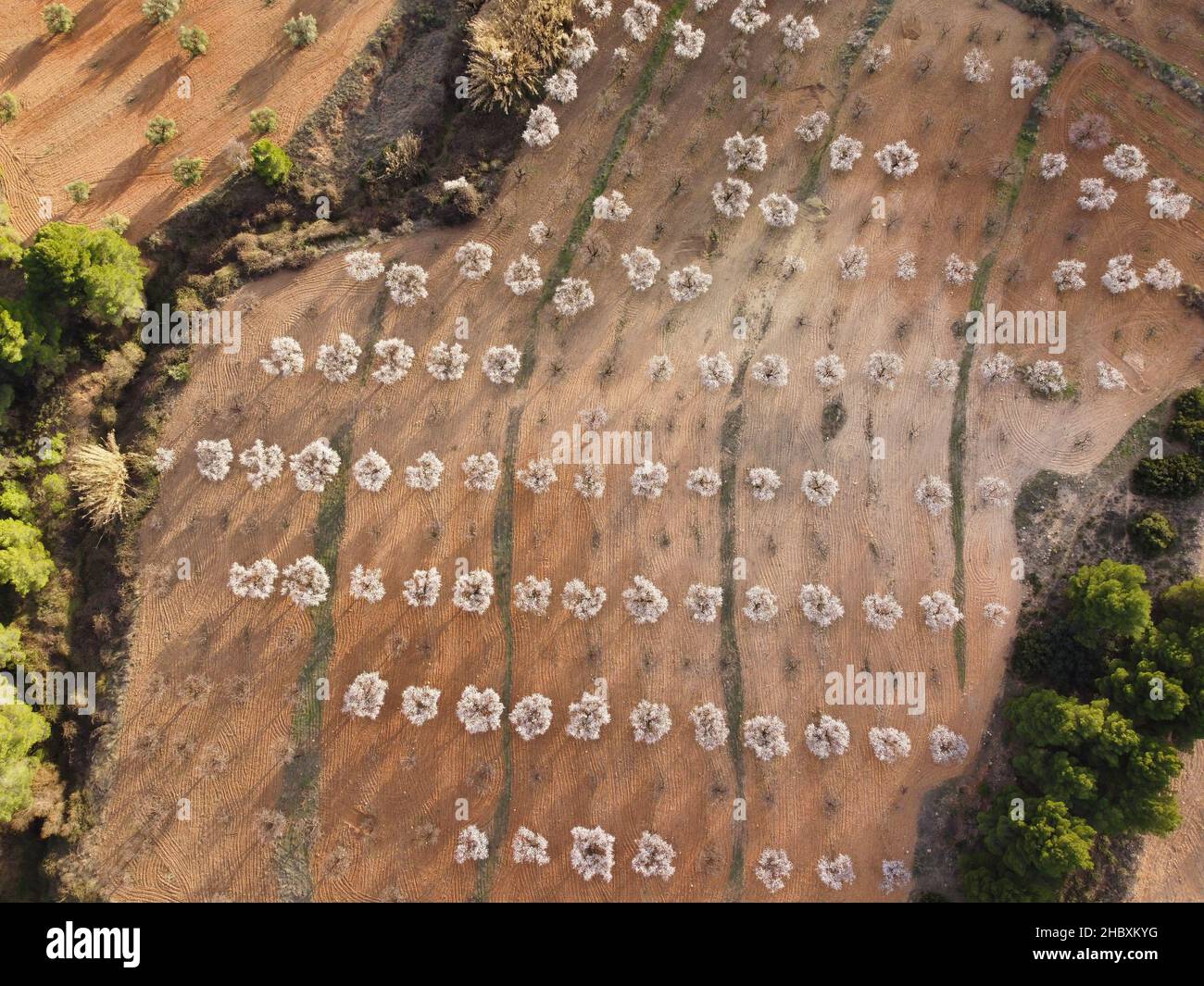 Almond farm aerial hi-res stock photography and images - Alamy