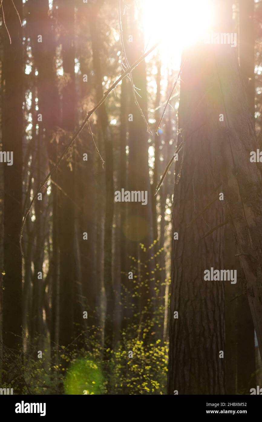Sun makes way through trees hi-res stock photography and images - Alamy