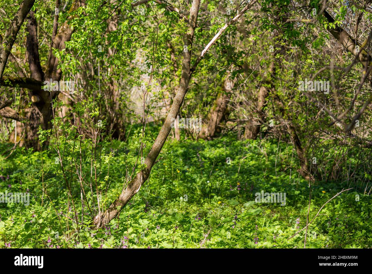 Lush green thickets sun-drenched Stock Photo - Alamy