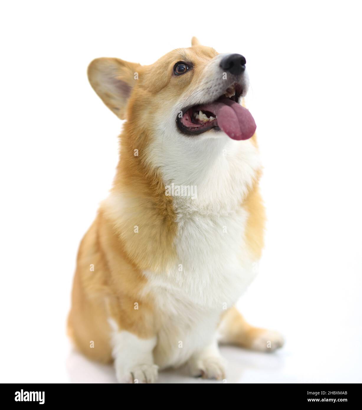 Dog corgi breed looks up on a white background Stock Photo - Alamy