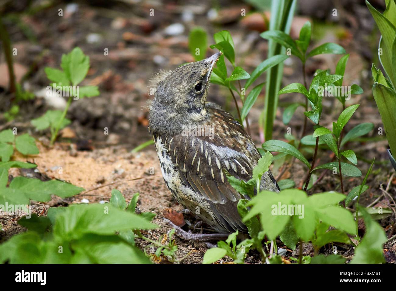 A grown chick of a fieldfare (Turdus pilaris) sits on the ground Stock ...