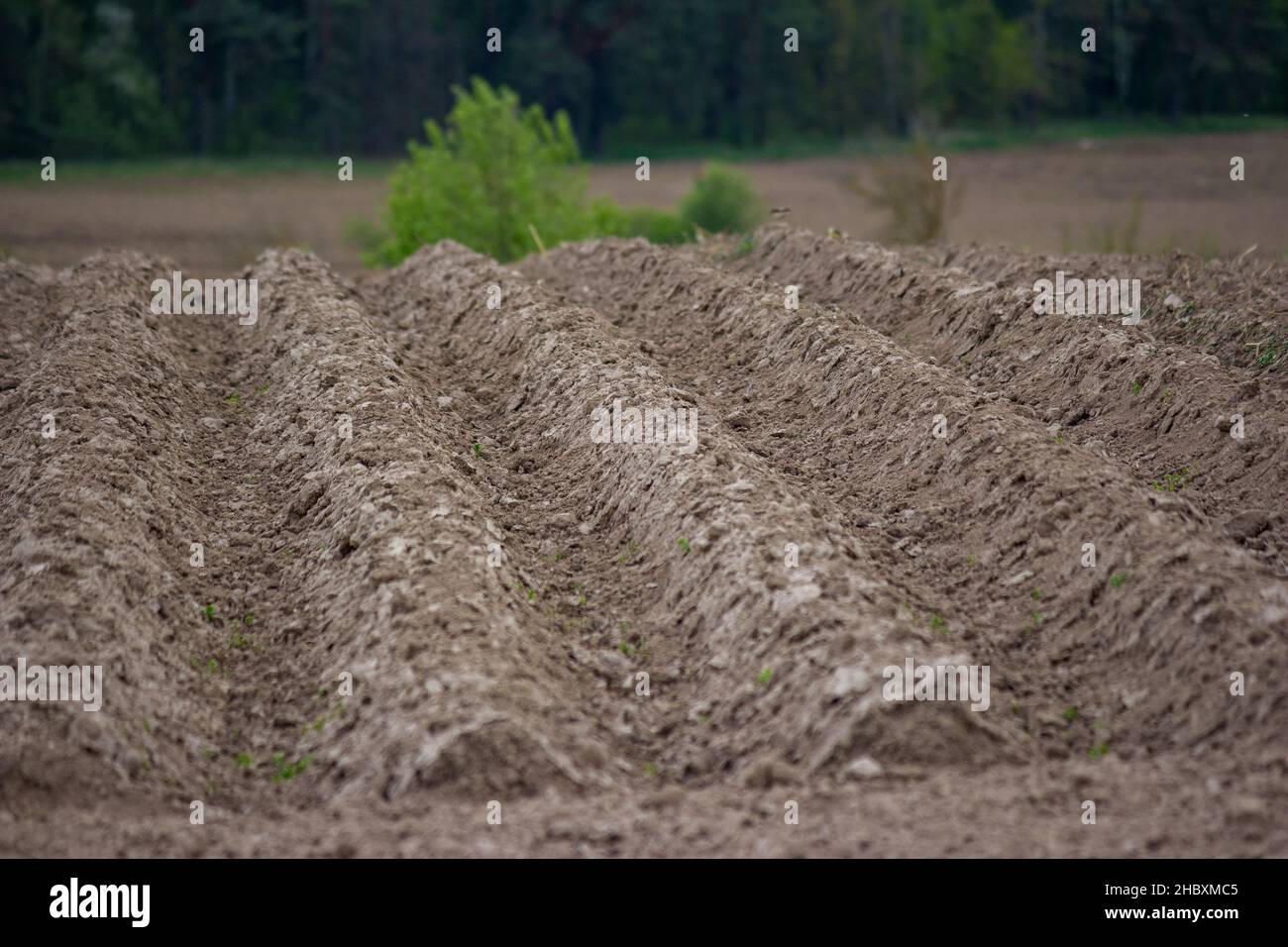 Potato beds hi-res stock photography and images - Alamy