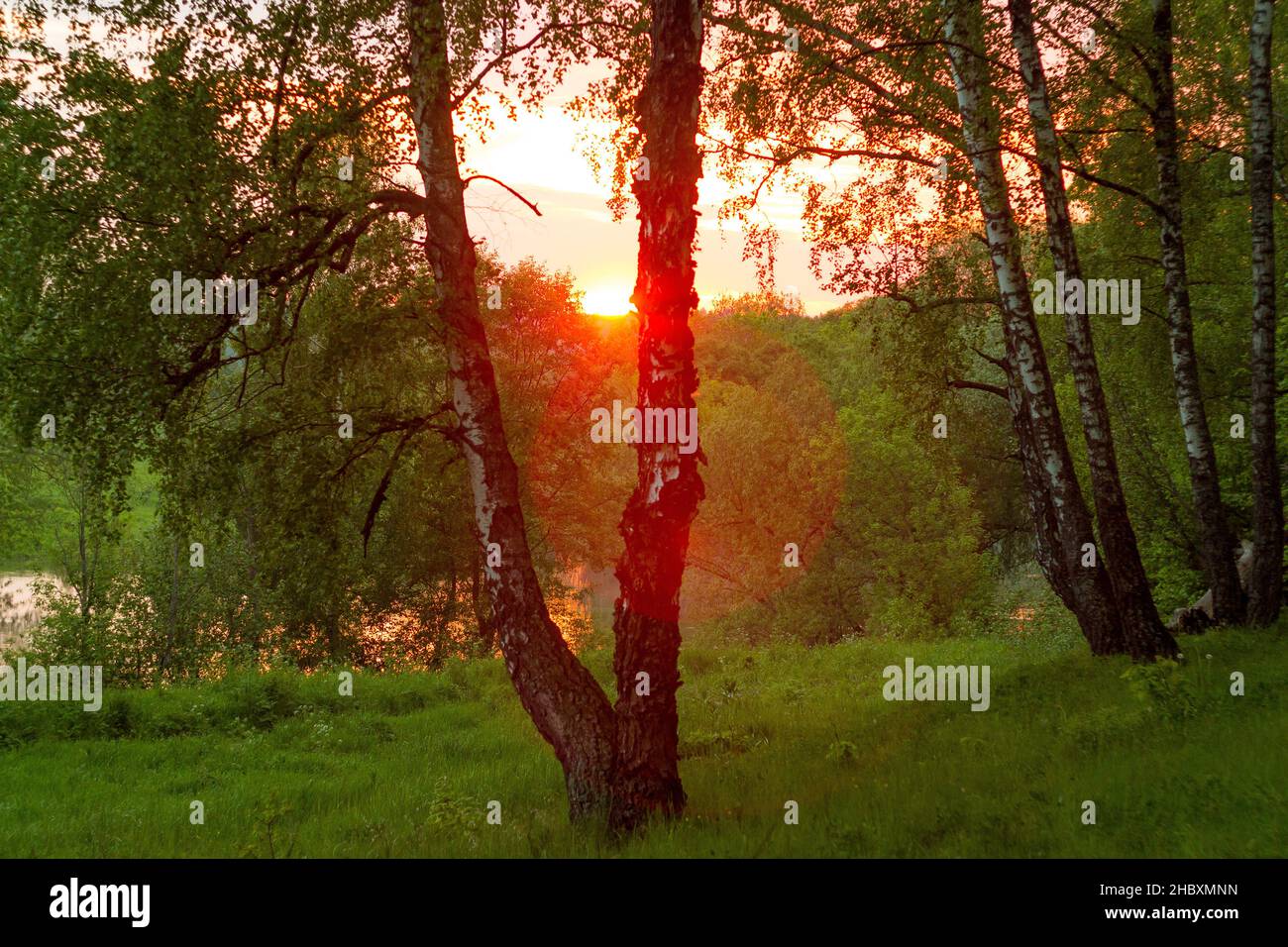 A bright red sun setting on the horizon. View from the birch grove to ...