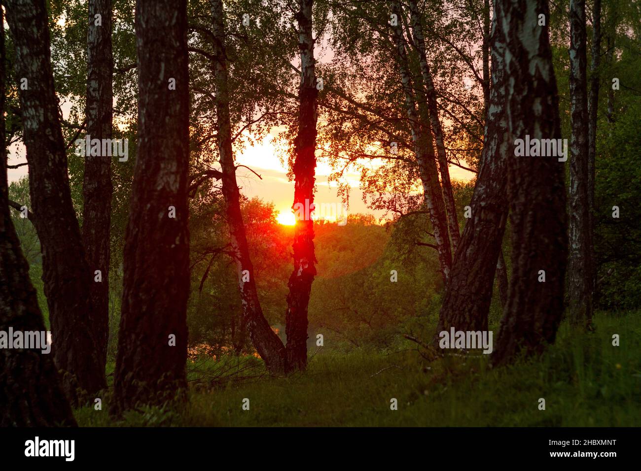 A bright red sun setting on the horizon. View from the birch grove to ...