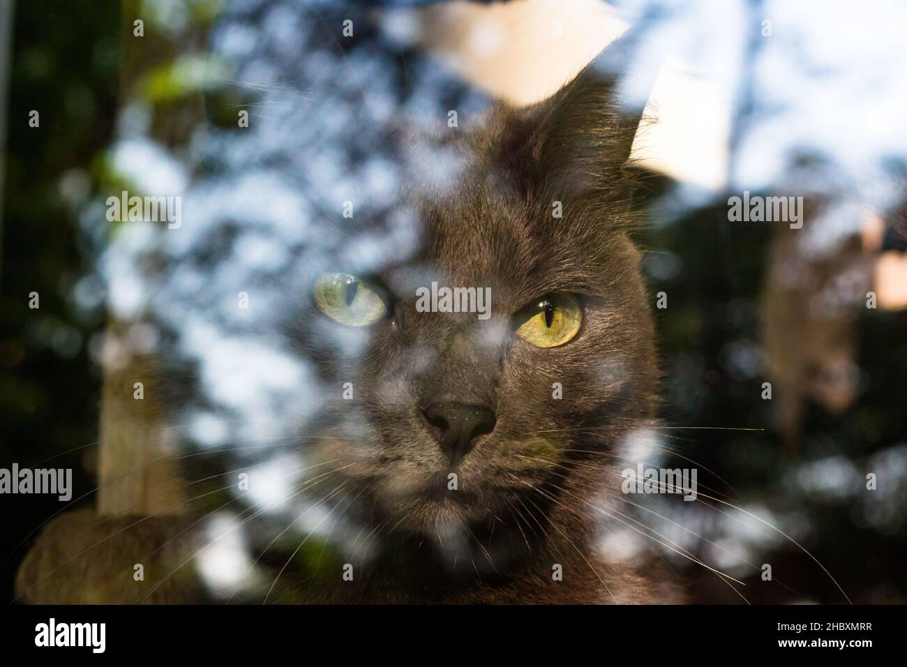 Cute cat looks through hi-res stock photography and images - Alamy