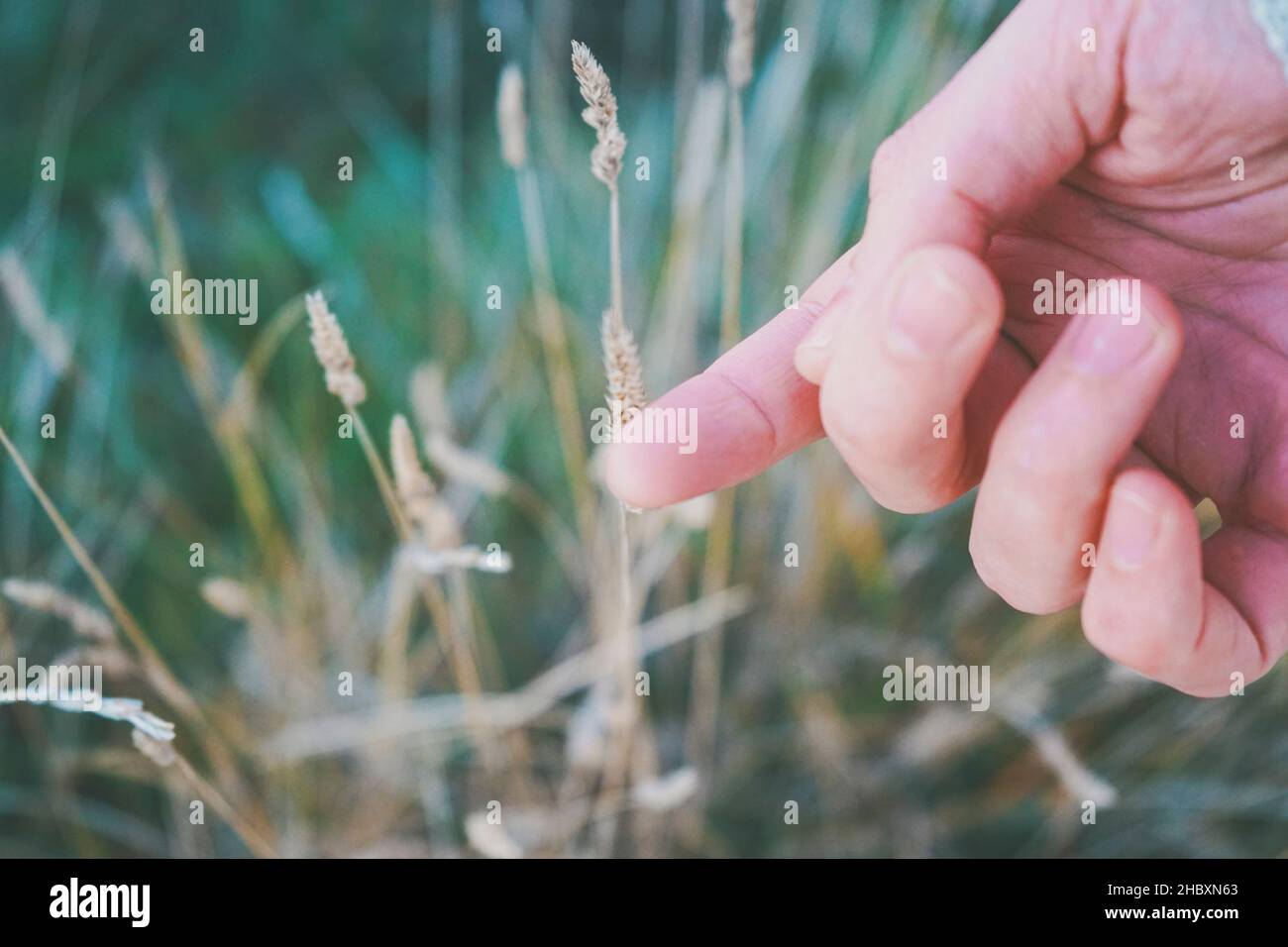 Man's hand touching a fragile spike Stock Photo - Alamy