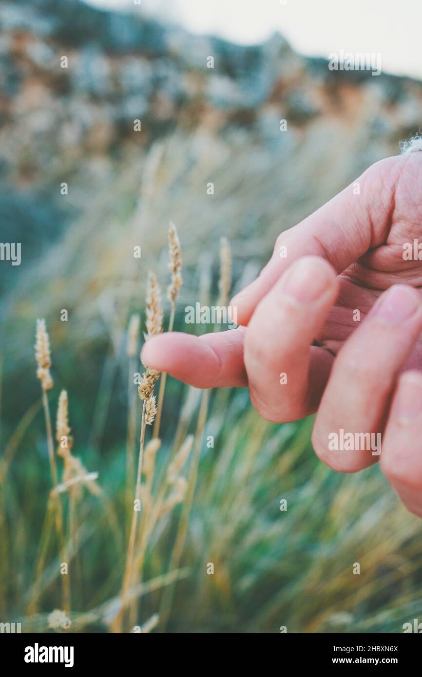 Man's hand touching a fragile spike Stock Photo - Alamy