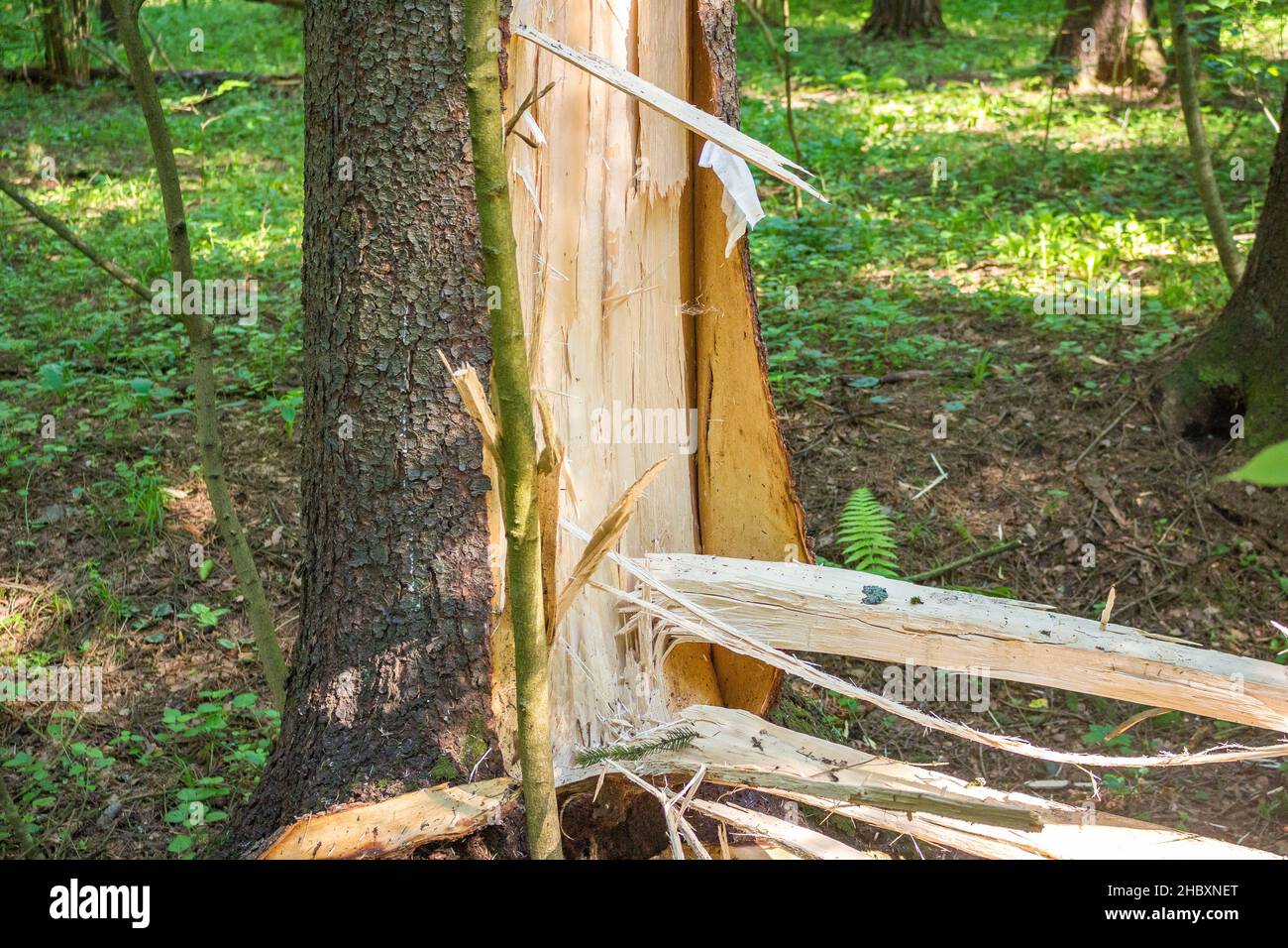 Breaking a tree after being struck by lightning. Spruce in the forest ...
