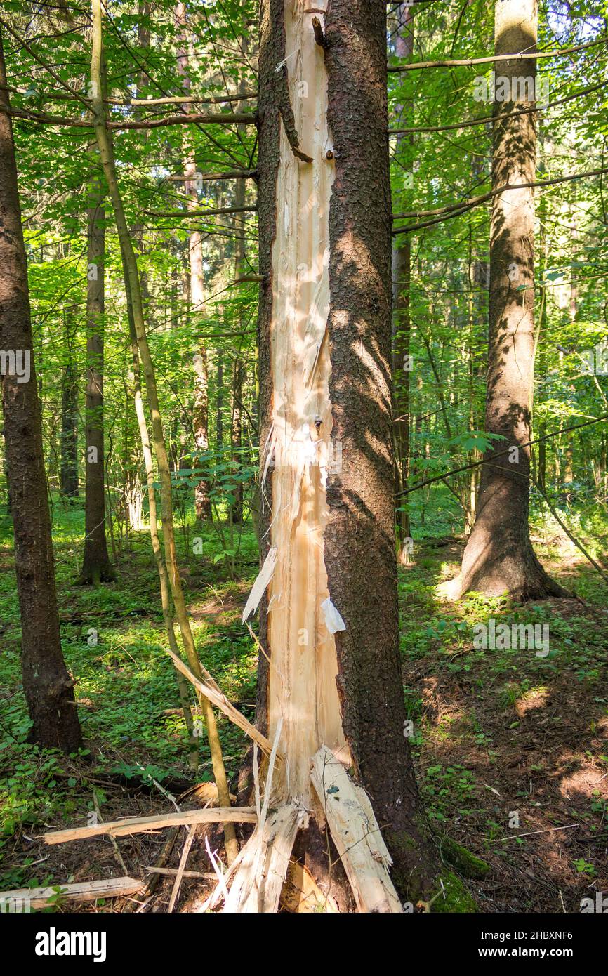 Breaking a tree after being struck by lightning. Spruce in the forest ...