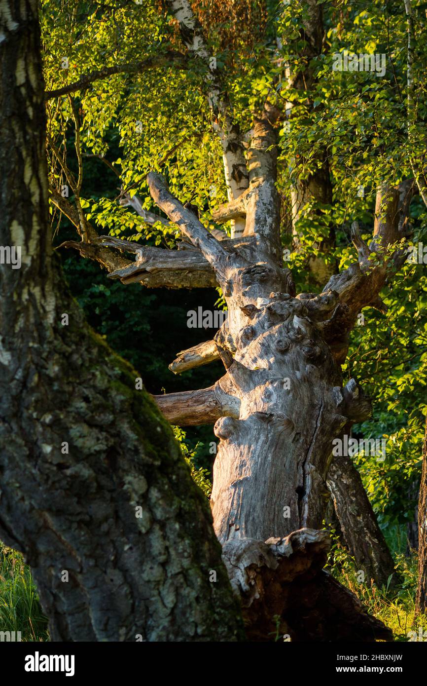 Old fallen tree without bark, vertical background Stock Photo - Alamy