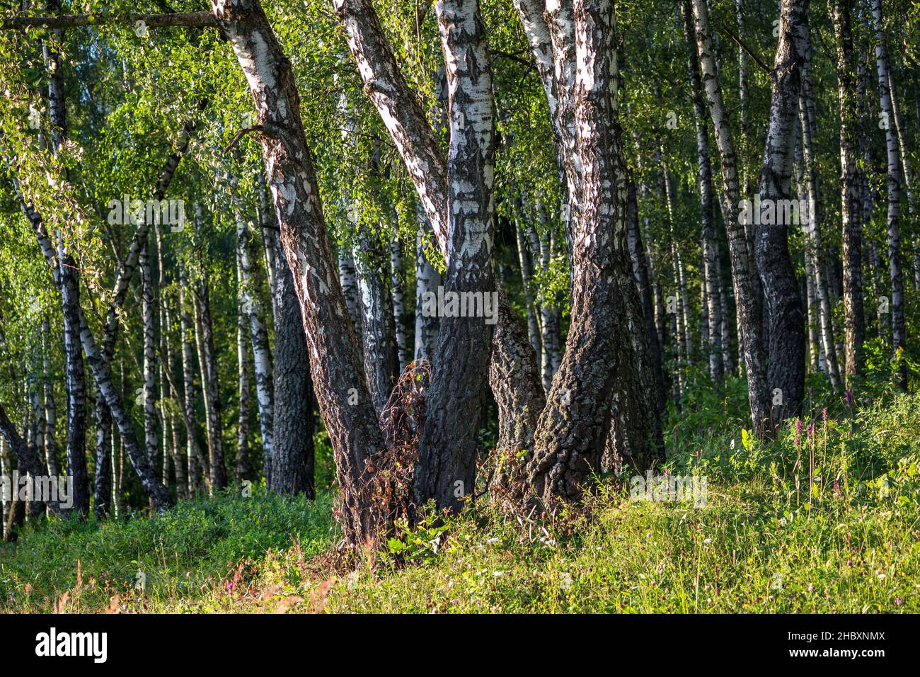 Dense birch forest on a summer day Stock Photo - Alamy