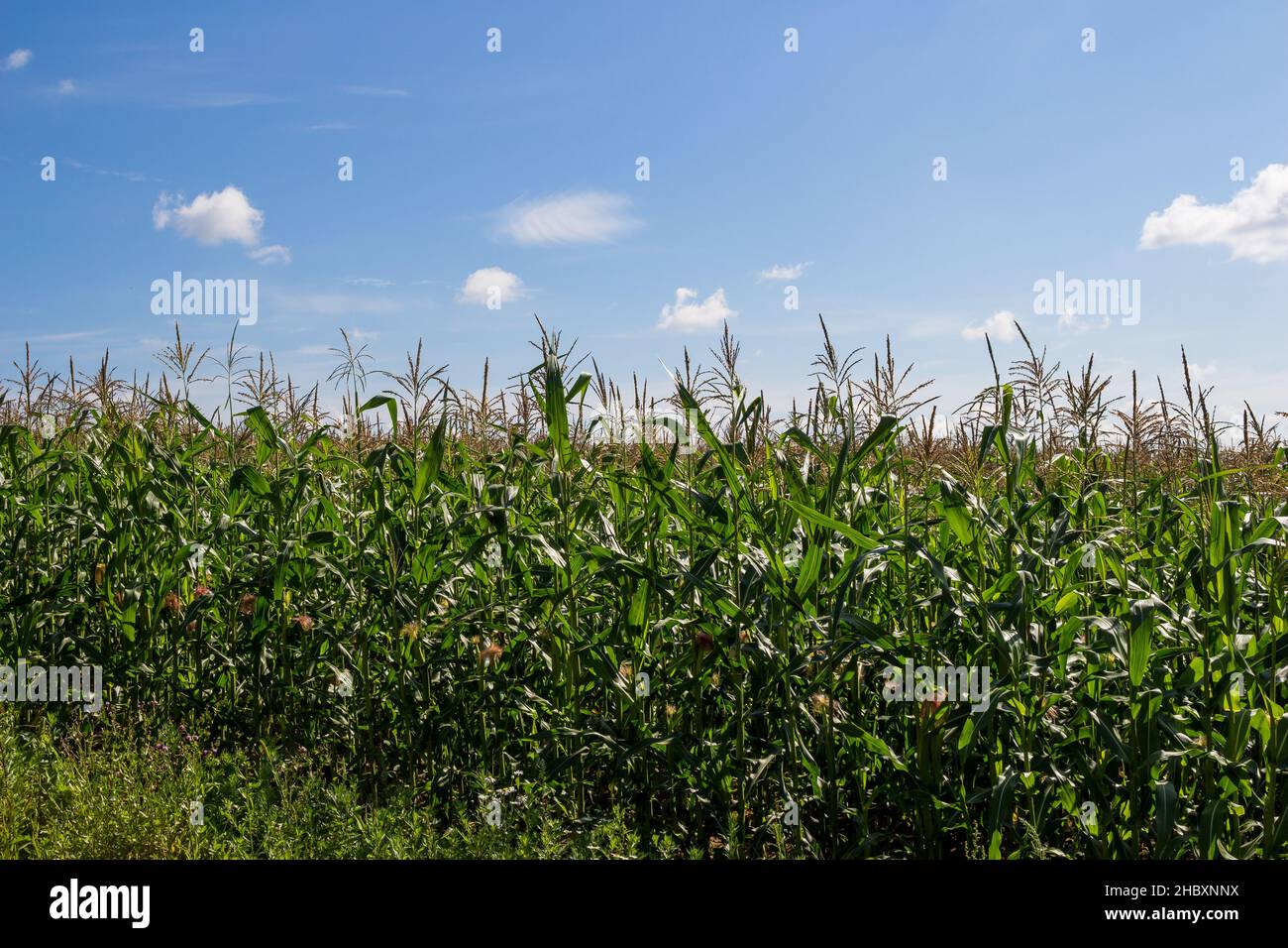 Agricultural field with fodder corn against blue sky in August Stock ...