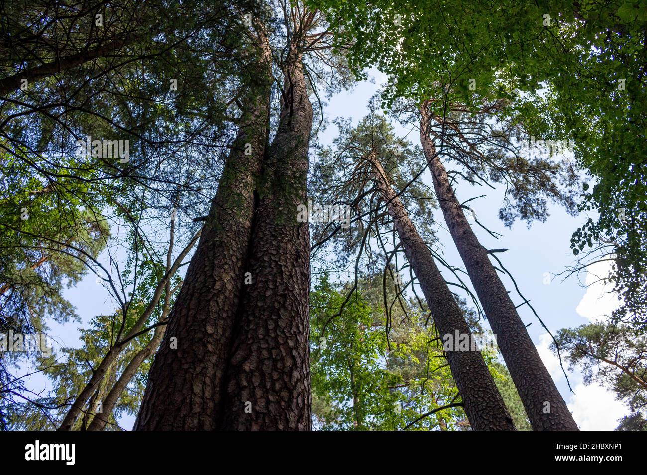 Twin pine trees hi-res stock photography and images - Alamy