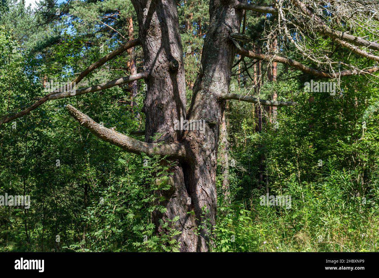 An old pine tree with two trunks in Borovsky pinery Stock Photo - Alamy