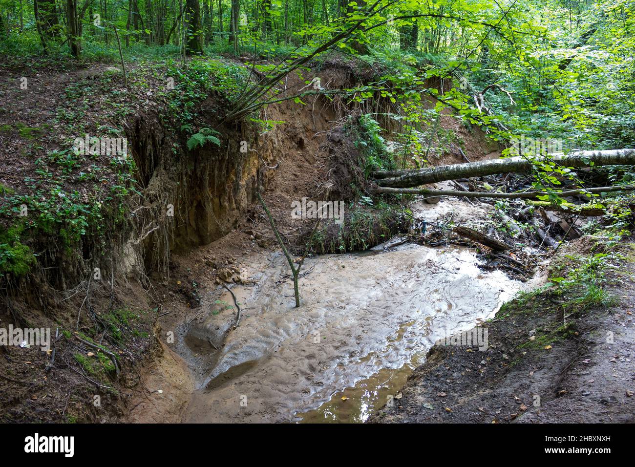 Erosion of sandy soil in the forest, formation of a new ravine Stock ...