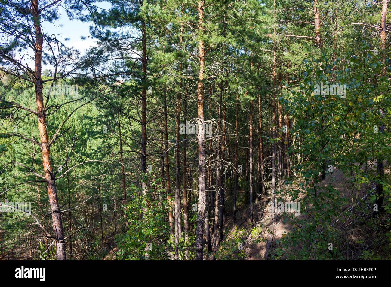 Young pine forest in an old reclaimed sand quarry Stock Photo - Alamy