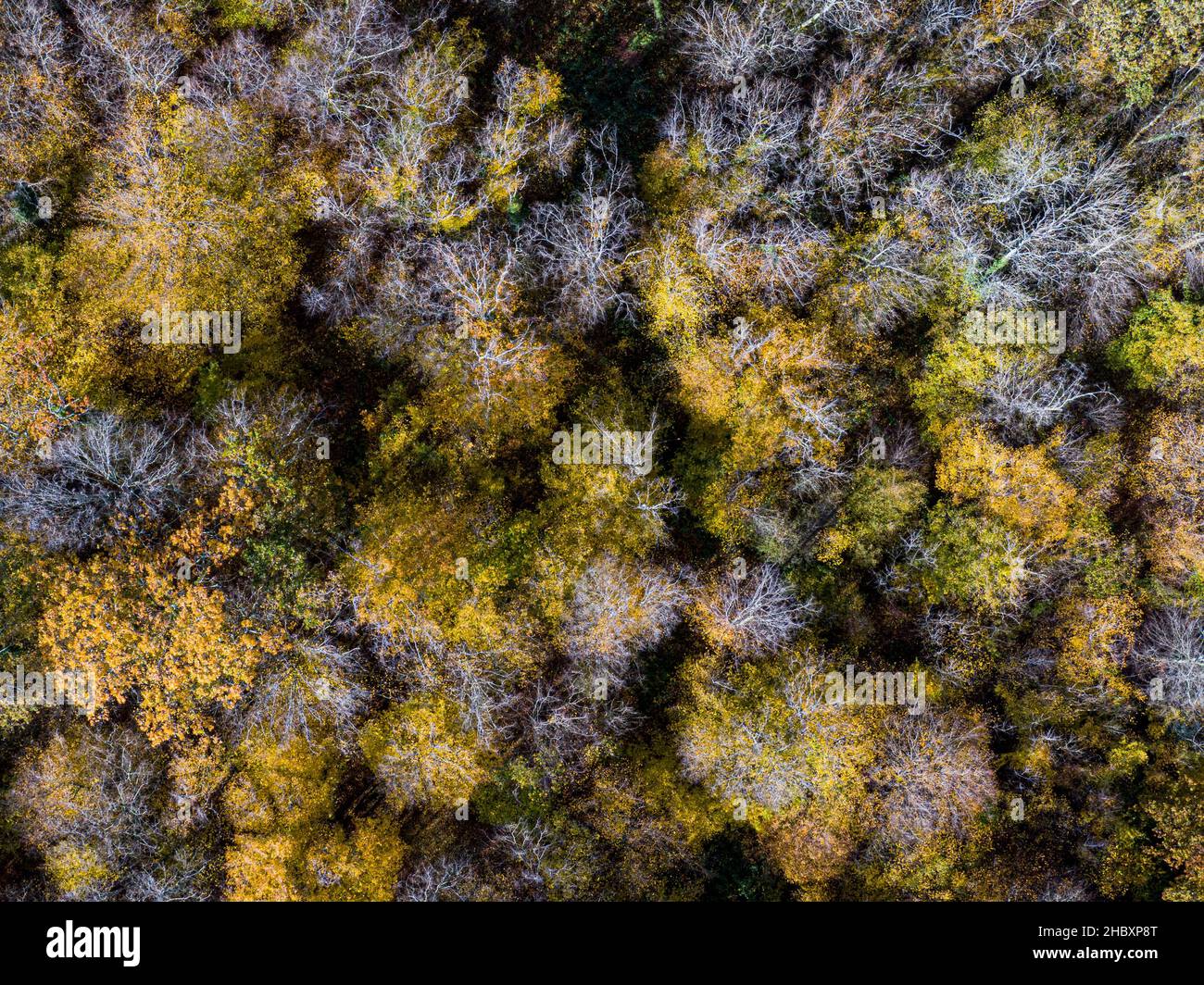 Aerial top view deciduous forest hi-res stock photography and images ...