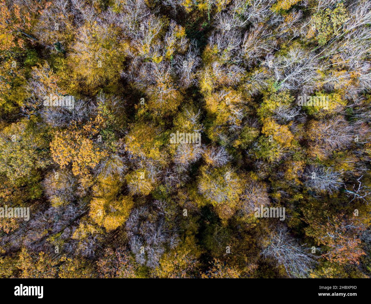 Aerial top view deciduous forest hi-res stock photography and images ...