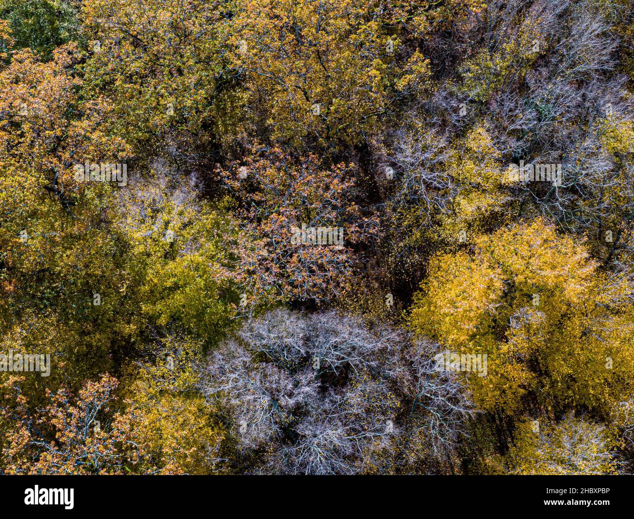 Aerial top view deciduous forest hi-res stock photography and images - Alamy