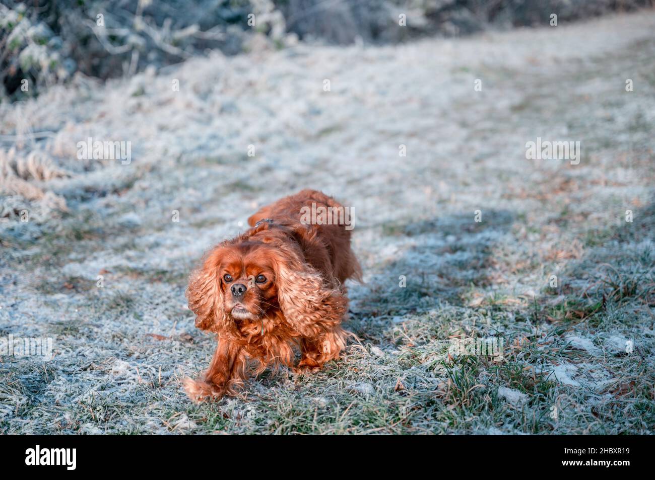 Prince charles spaniel hi-res stock photography and images - Alamy