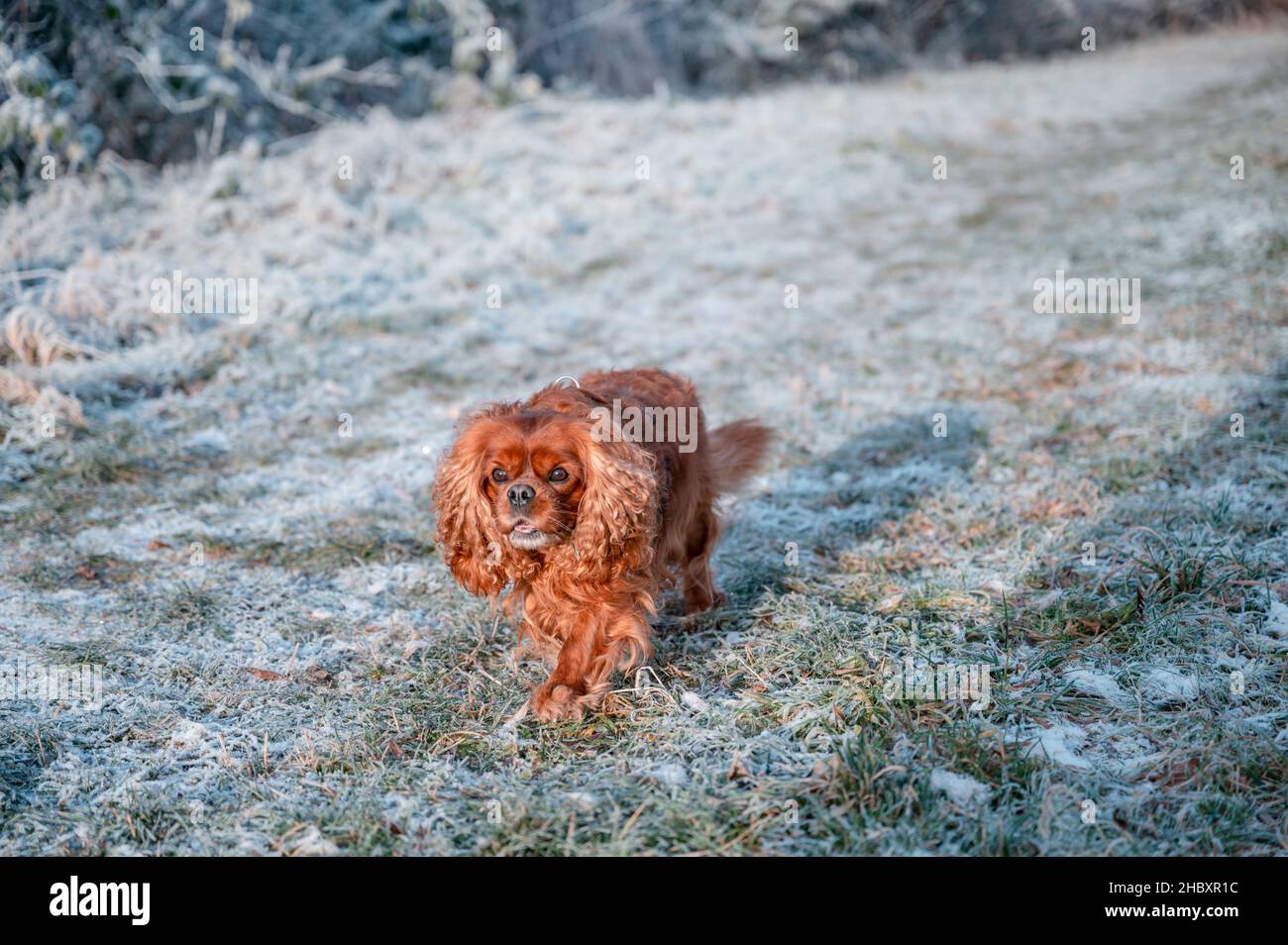Prince charles spaniel hi-res stock photography and images - Alamy