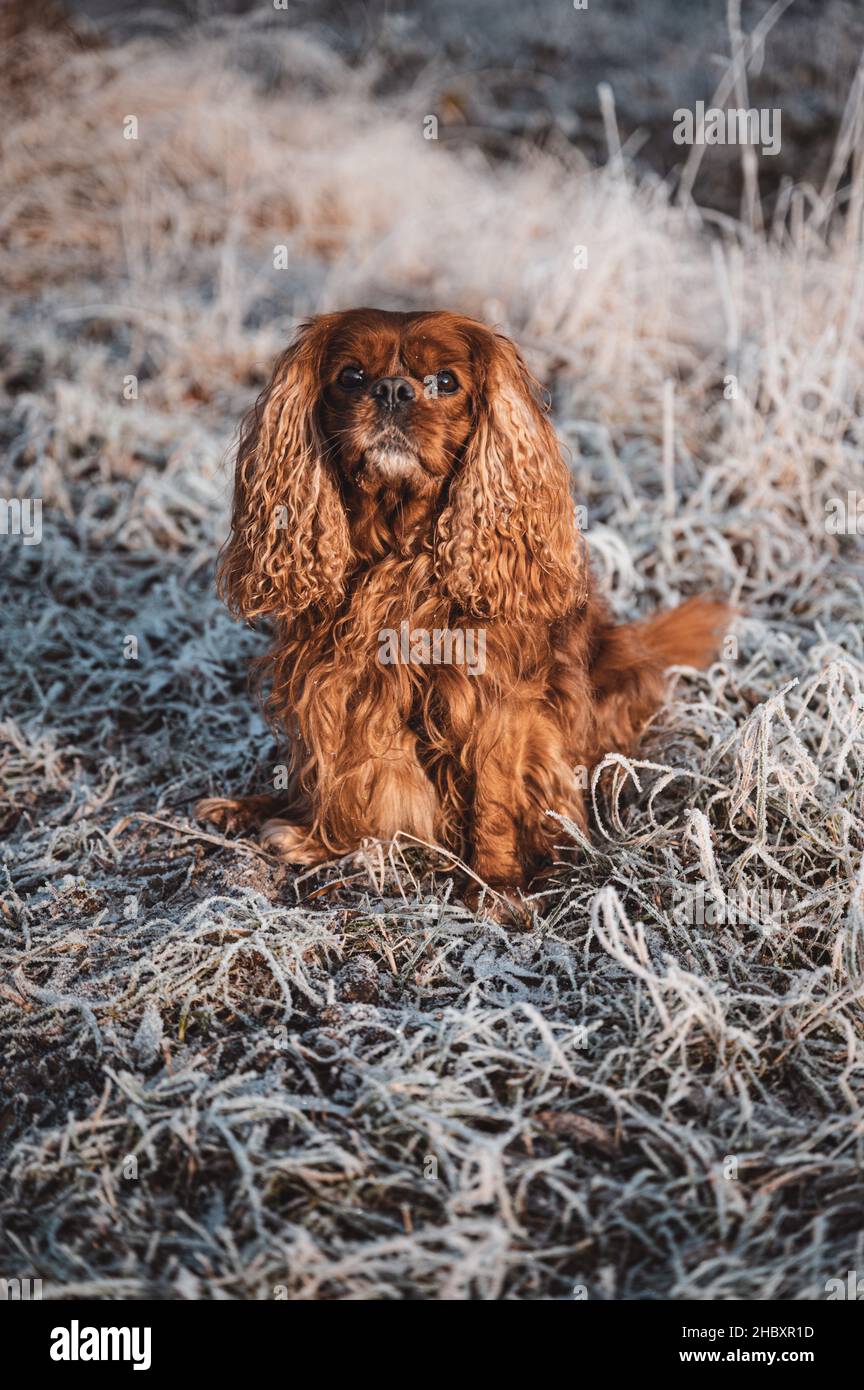 Portrait of a Cavalier King Charles Spaniel dog Stock Photo - Alamy