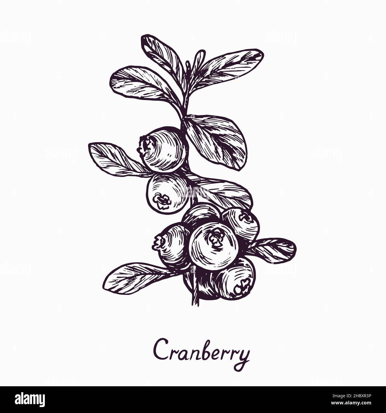 Cranberry branch with berries and leaves, simple doodle drawing with ...