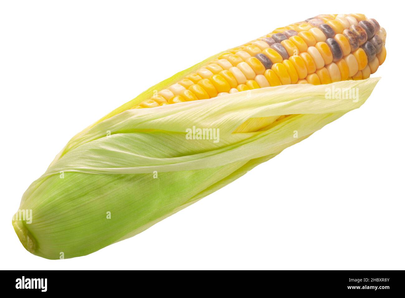 Heirloom variegated multicolor maize corn cob (Zea mays ear), half ...