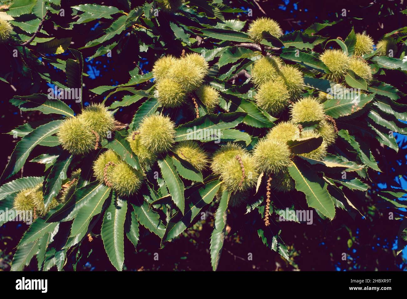 branches of chestnut with many unripe curly in early fall Stock Photo ...