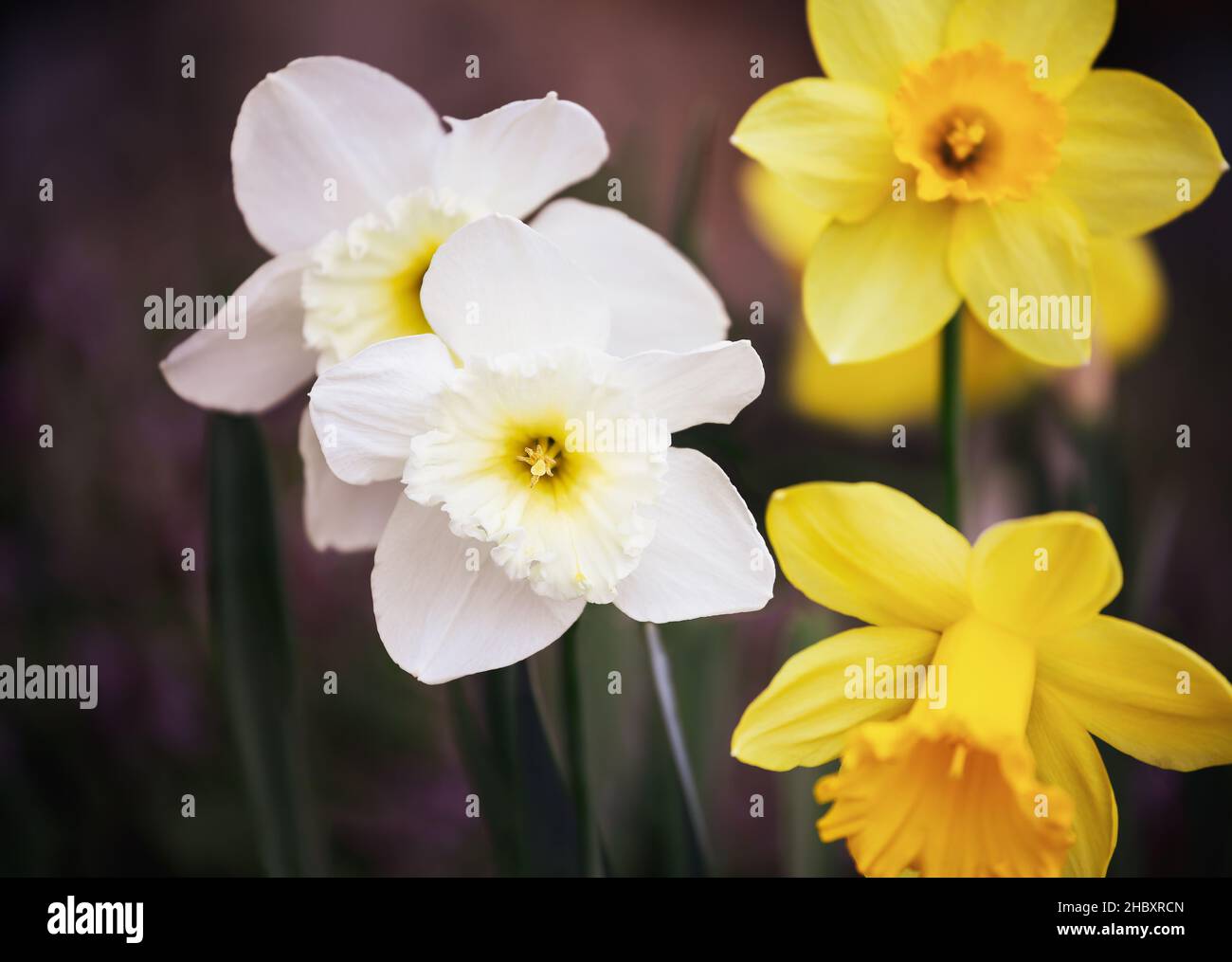 Ruffled bed hi-res stock photography and images - Alamy