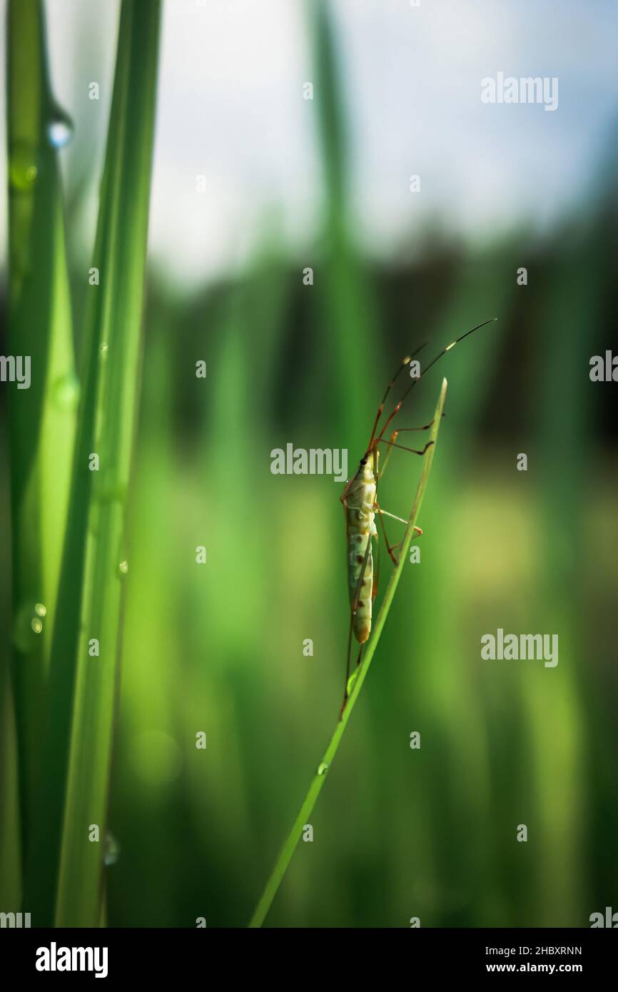 Rice insect pest hi-res stock photography and images - Alamy