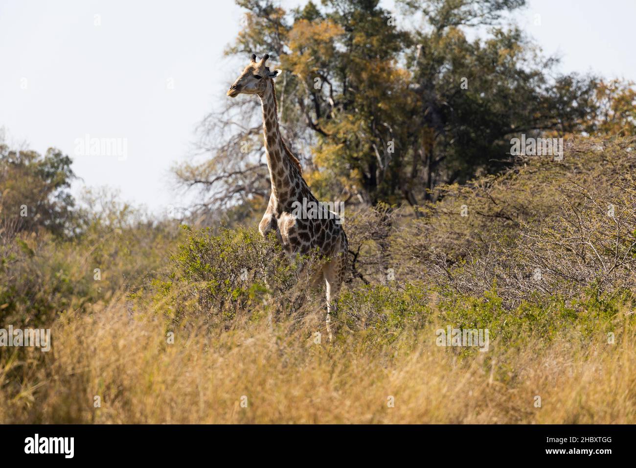 A giraffe, Giraffa camelopardalis, standing in long grass Stock Photo ...