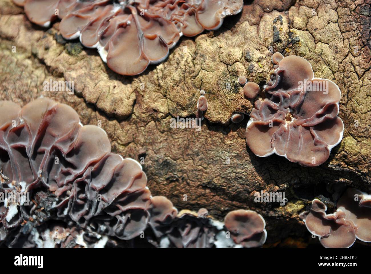 Conks curvy fungi (infected by fungal plant pathogen) on old tree trunk ...