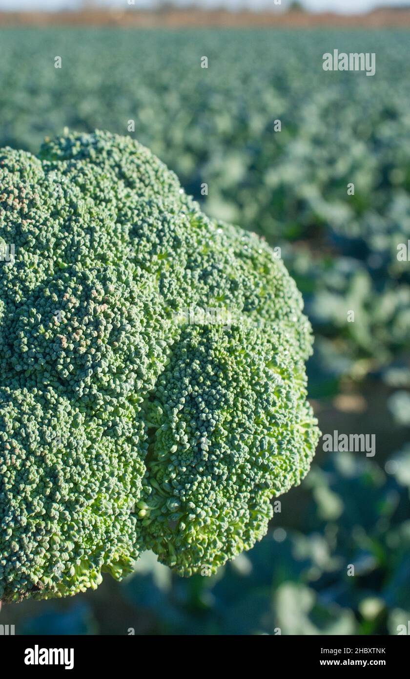 Broccoli floret over farmland furrows. Guadiana River Meadow ...