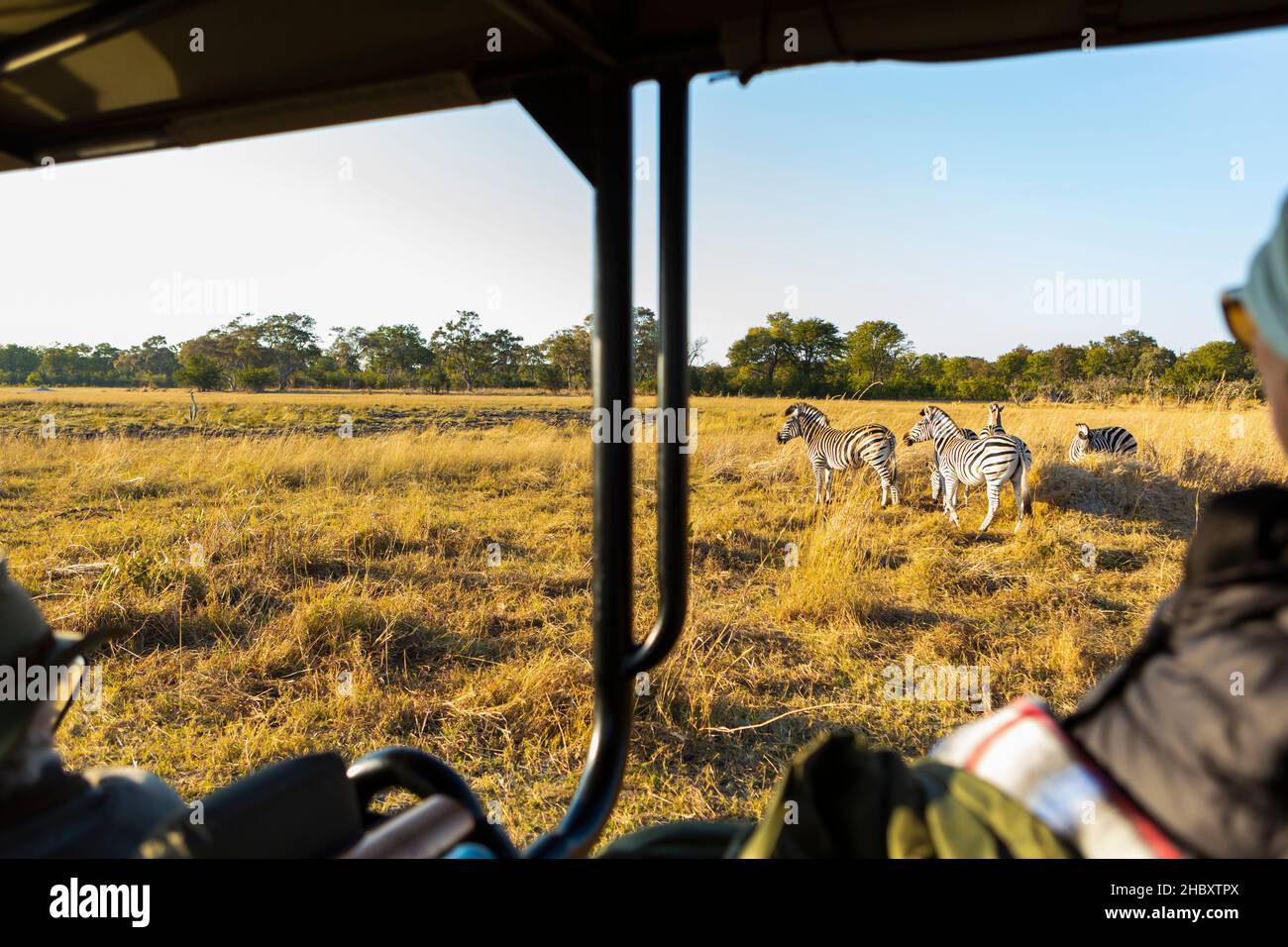 Jeep safari zebra hi-res stock photography and images - Alamy