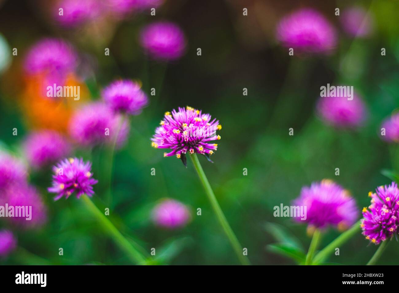 A closeup shot of a purple Prairie clover flower on a blurred ...