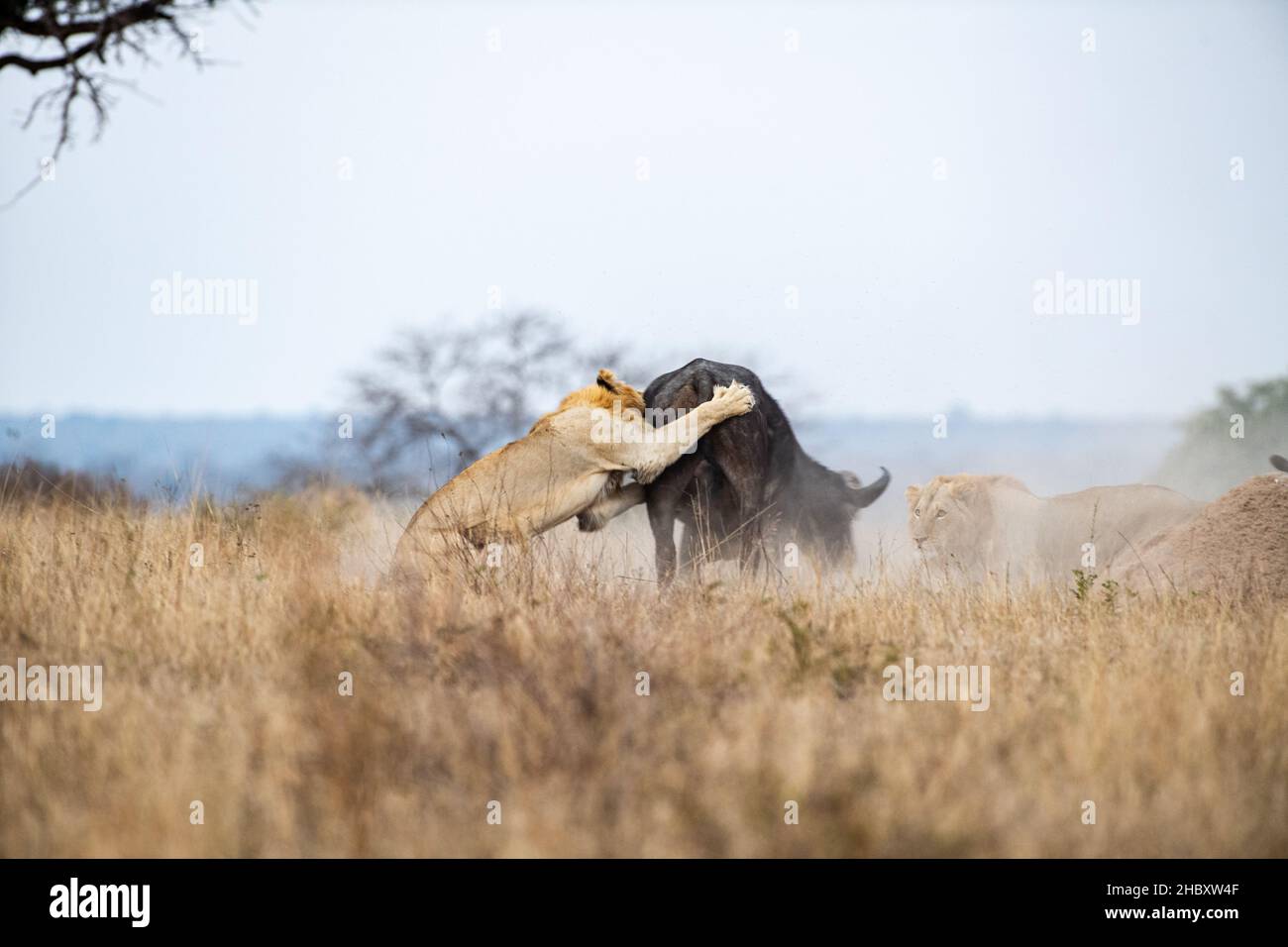 A lion, Panthera leo, attacks a buffalo, Syncerus caffer, leaping on ...
