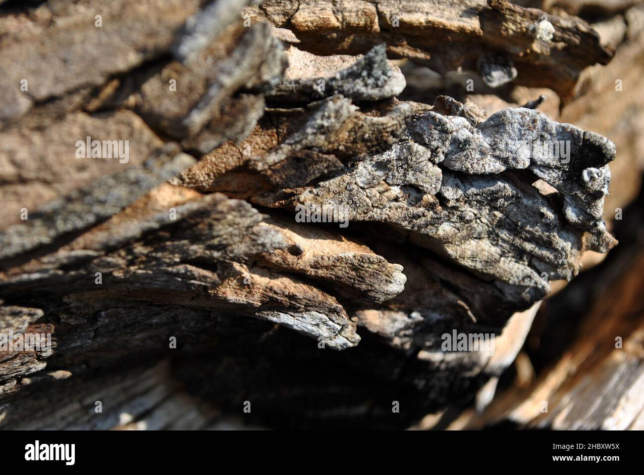 Old cracked tree trunk surface, horizontal background texture close up ...