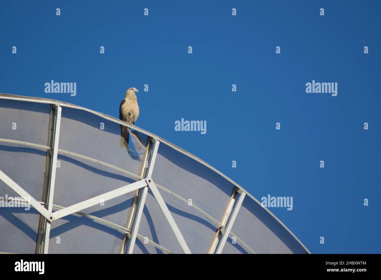 Poultry science hi-res stock photography and images - Alamy