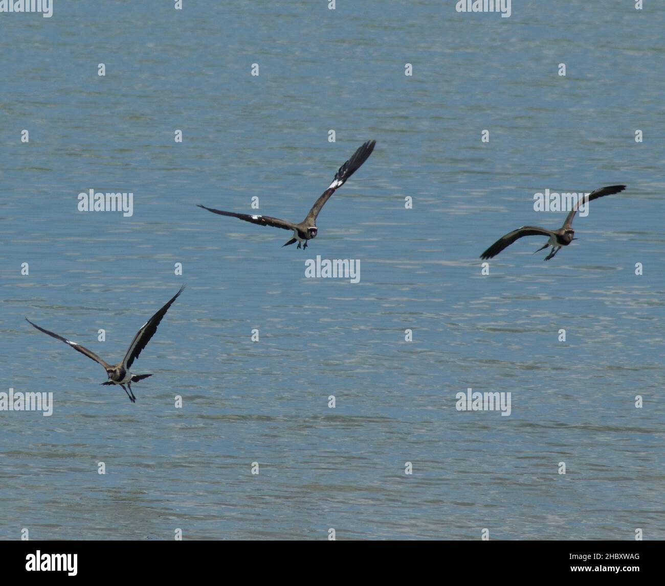 The three birds flying over the sea water surface on a sunny day Stock ...