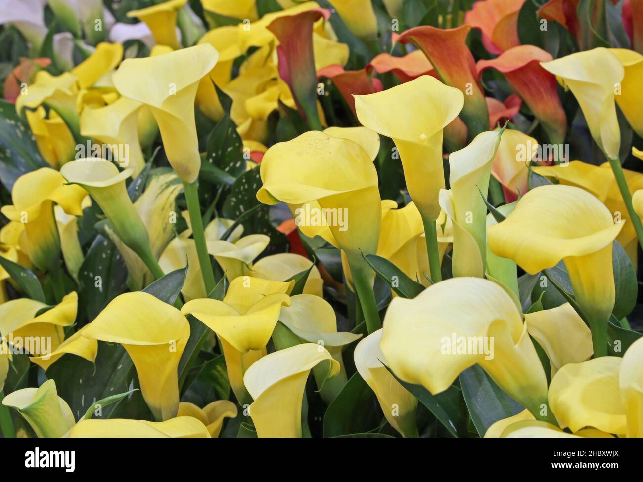 many flowers called Calla in yellow and red color for sale at the ...
