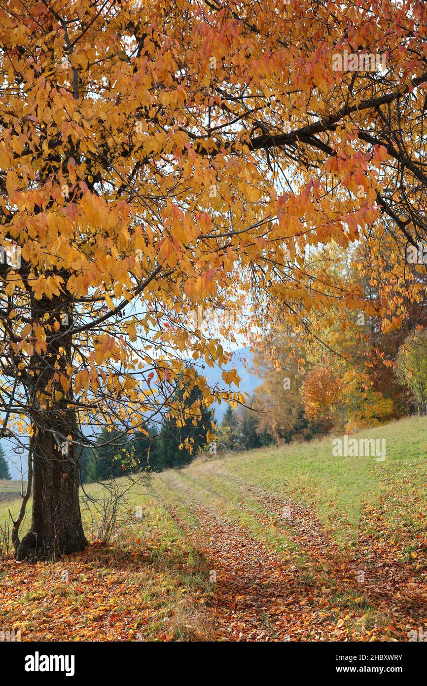 old walnut tree with yellow leaves in autumn without people Stock Photo ...