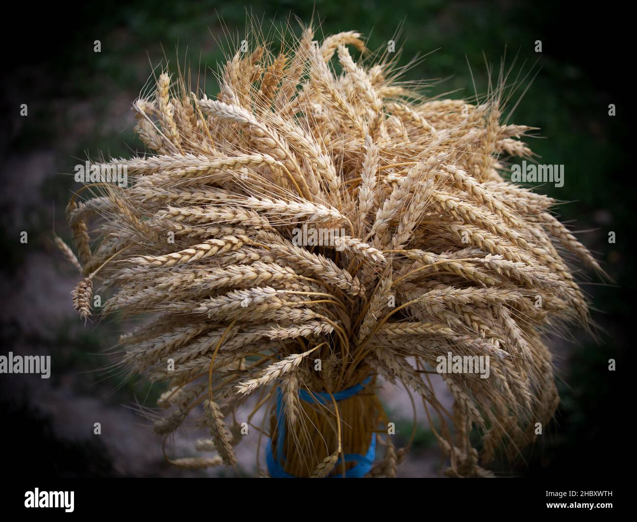 A sheaf of wheat ears, close-up. A bunch of ripe spikelets tied with ...