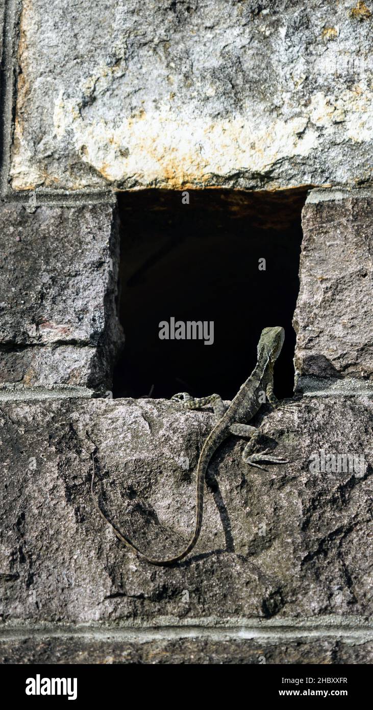 A vertical shot of a water dragon lizard in a brick wall hole in ...