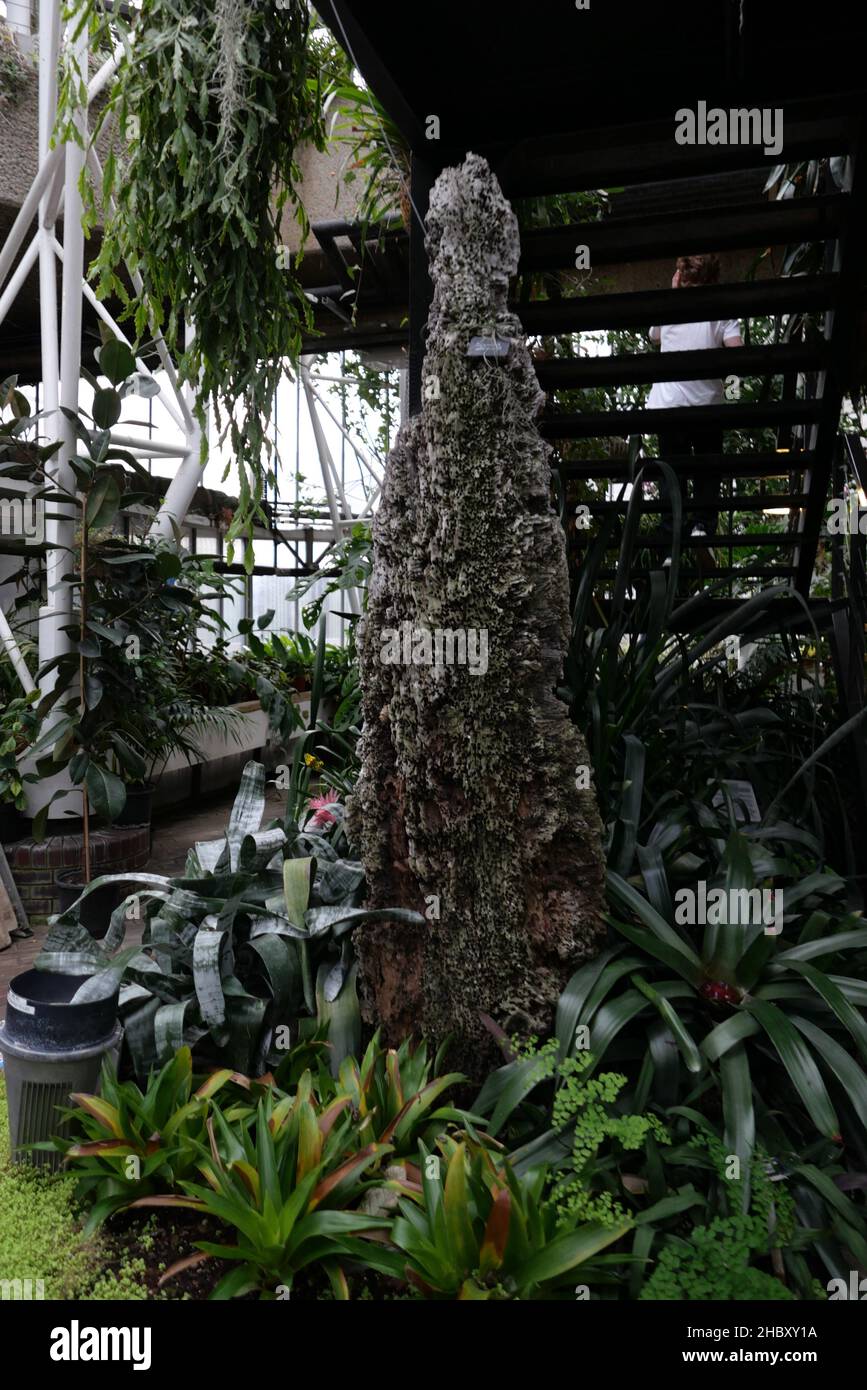 Explore the Conservatory under a magical cloud of Akari light ...