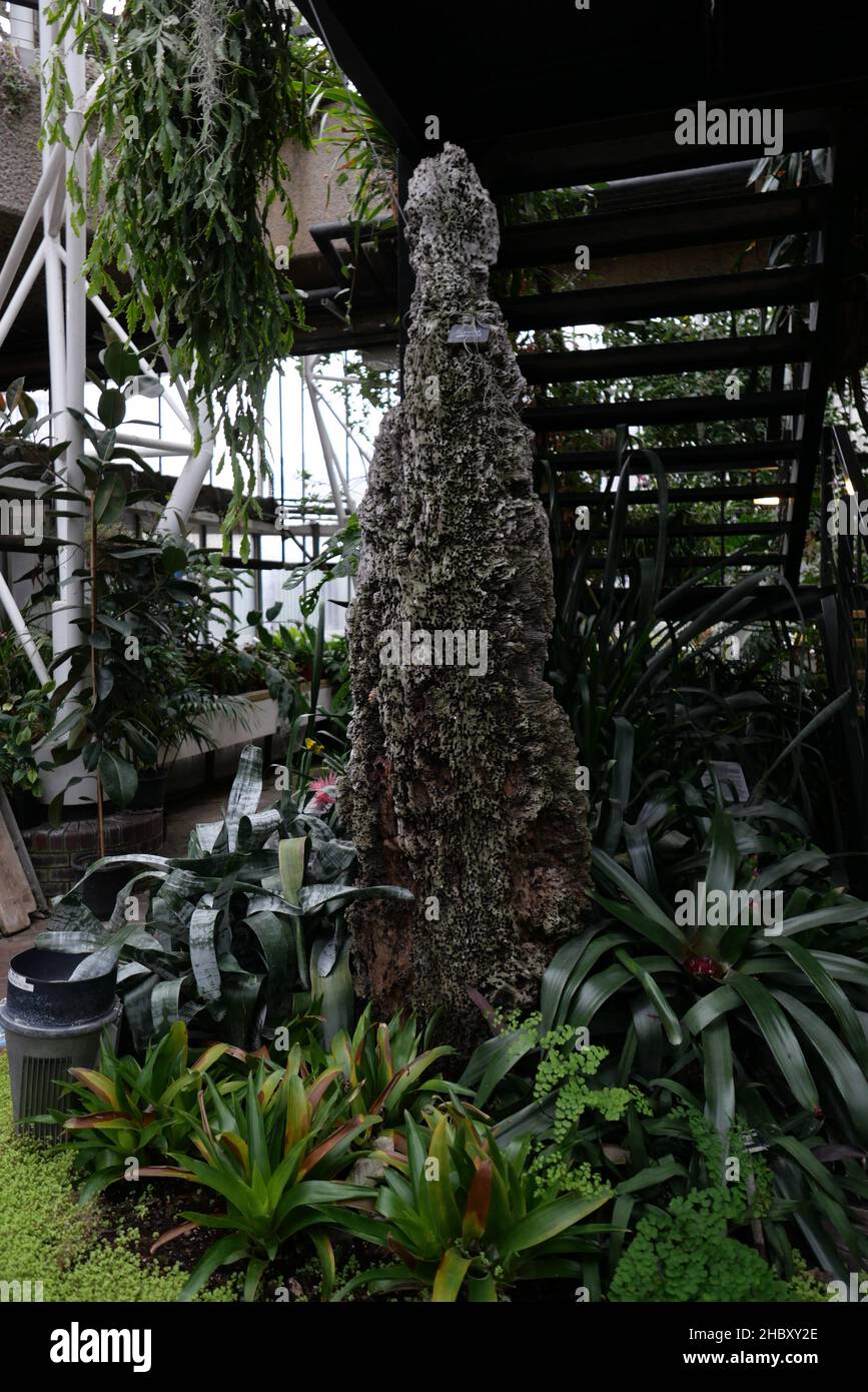 Explore the Conservatory under a magical cloud of Akari light ...