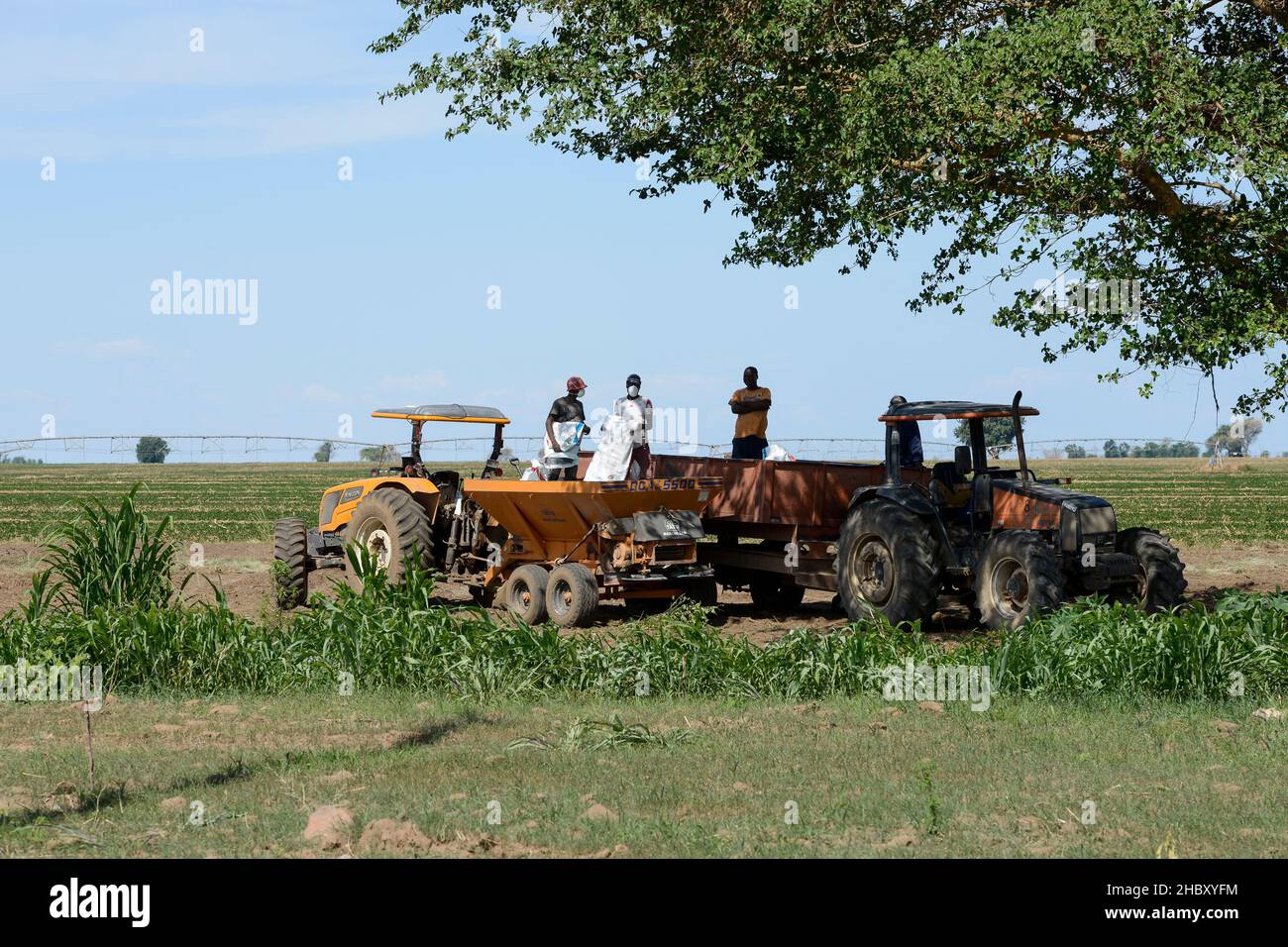ZAMBIA, Sinazongwe District, Zambeef large farm, maize farming with ...