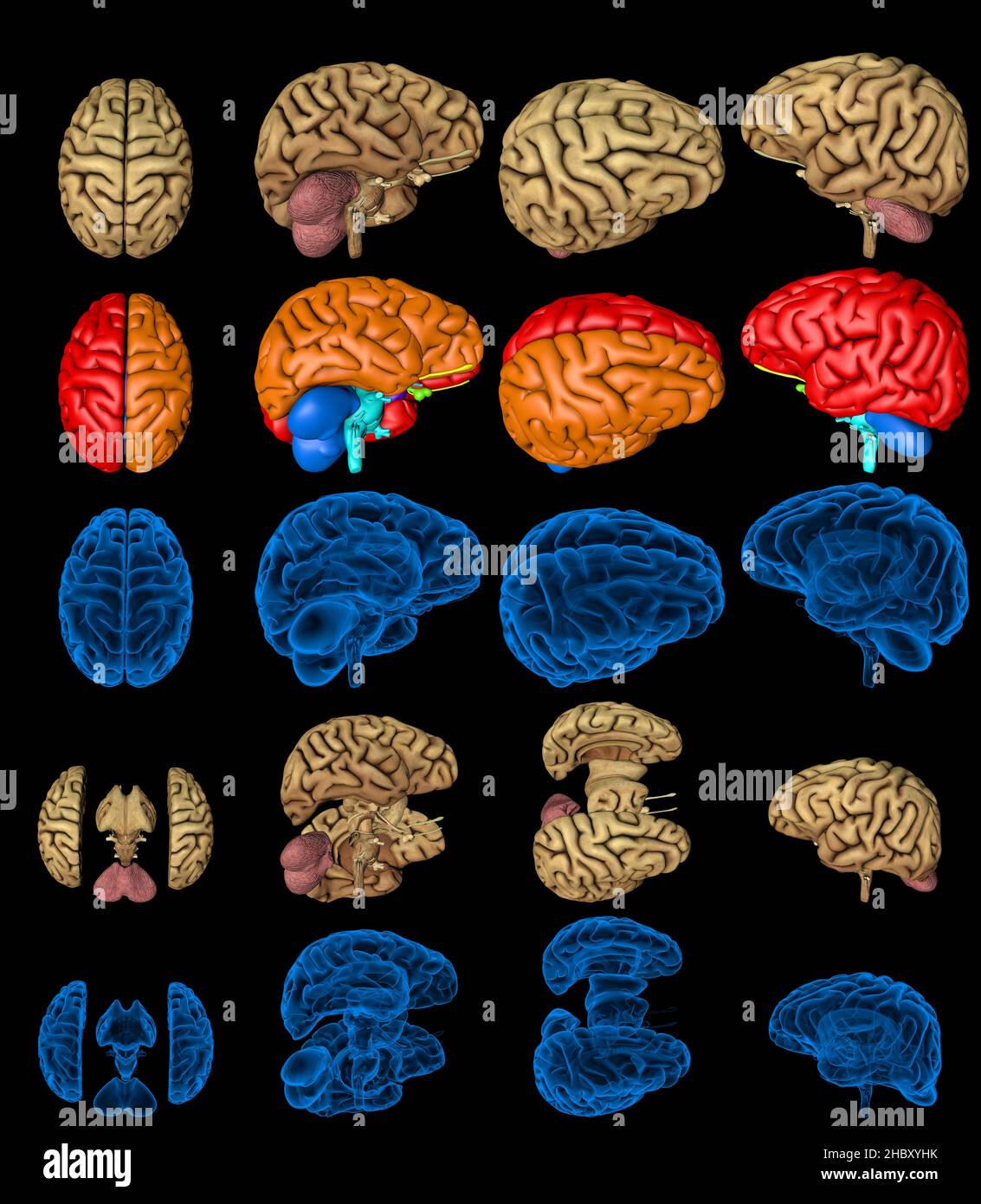 Set of isolated brain renders - whole and split with xray style image ...