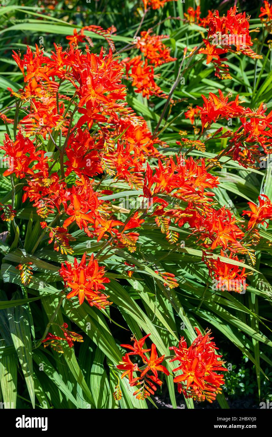 Crocosmia 'Spitfire' a summer autumn flowering plant with an orange red ...