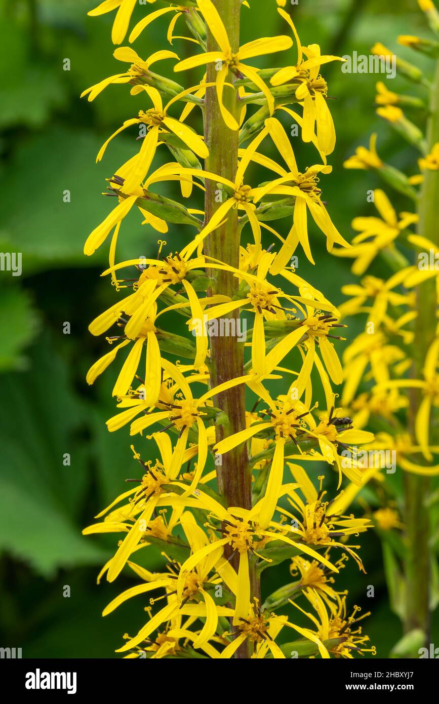 Leopard plant hi-res stock photography and images - Alamy